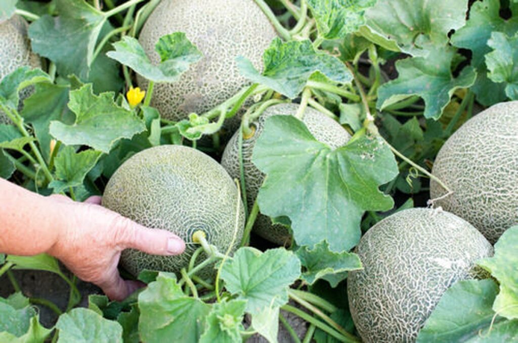 15 Delightful Fruits That Grow on Vines and Climbers