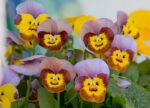 11 Gorgeous Flowers with Smiley Faces That Brighten Any Day