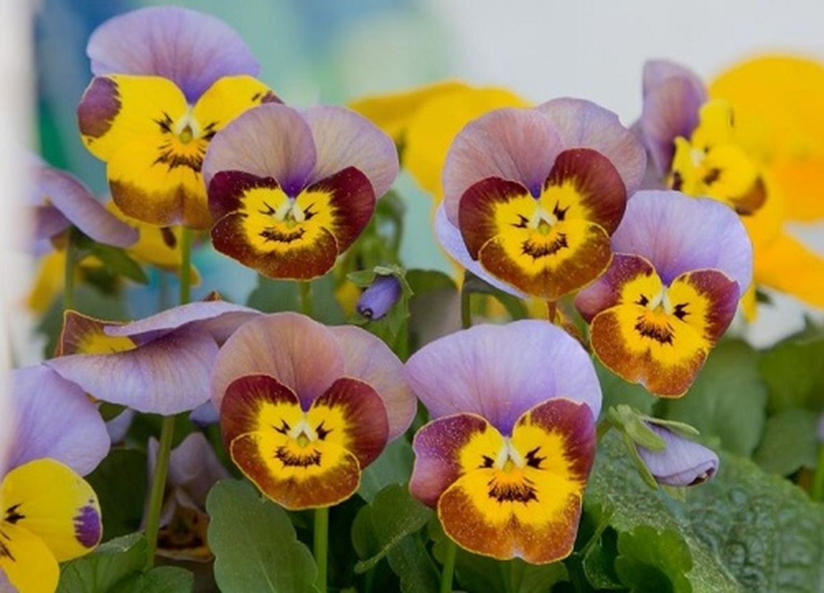 11 Gorgeous Flowers with Smiley Faces That Brighten Any Day