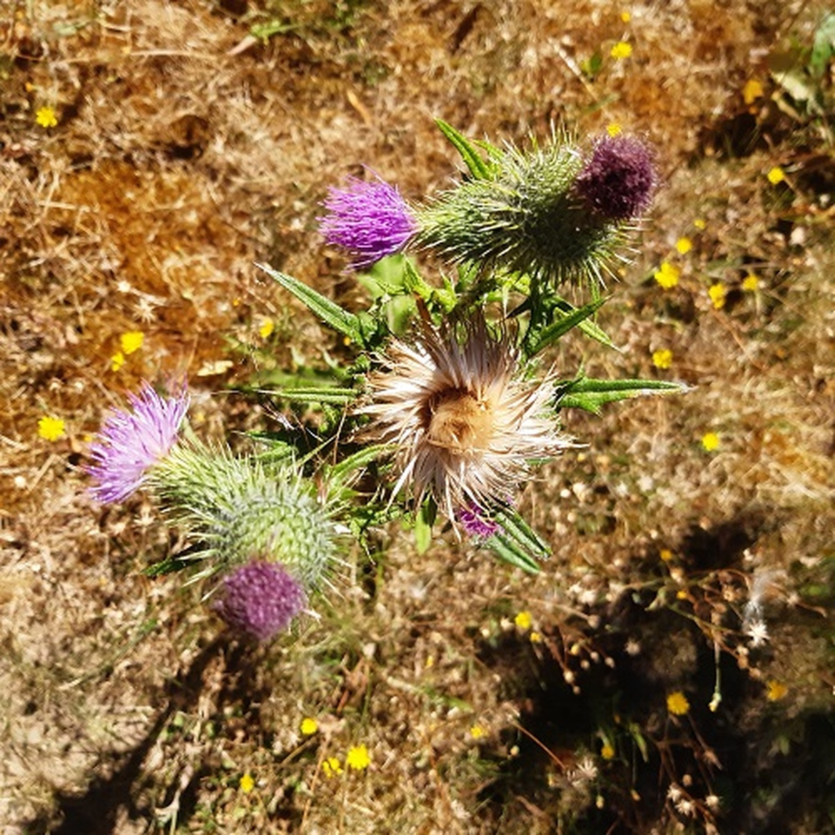 13 Beautiful Native Weeds with Thistles for Wild Gardens
