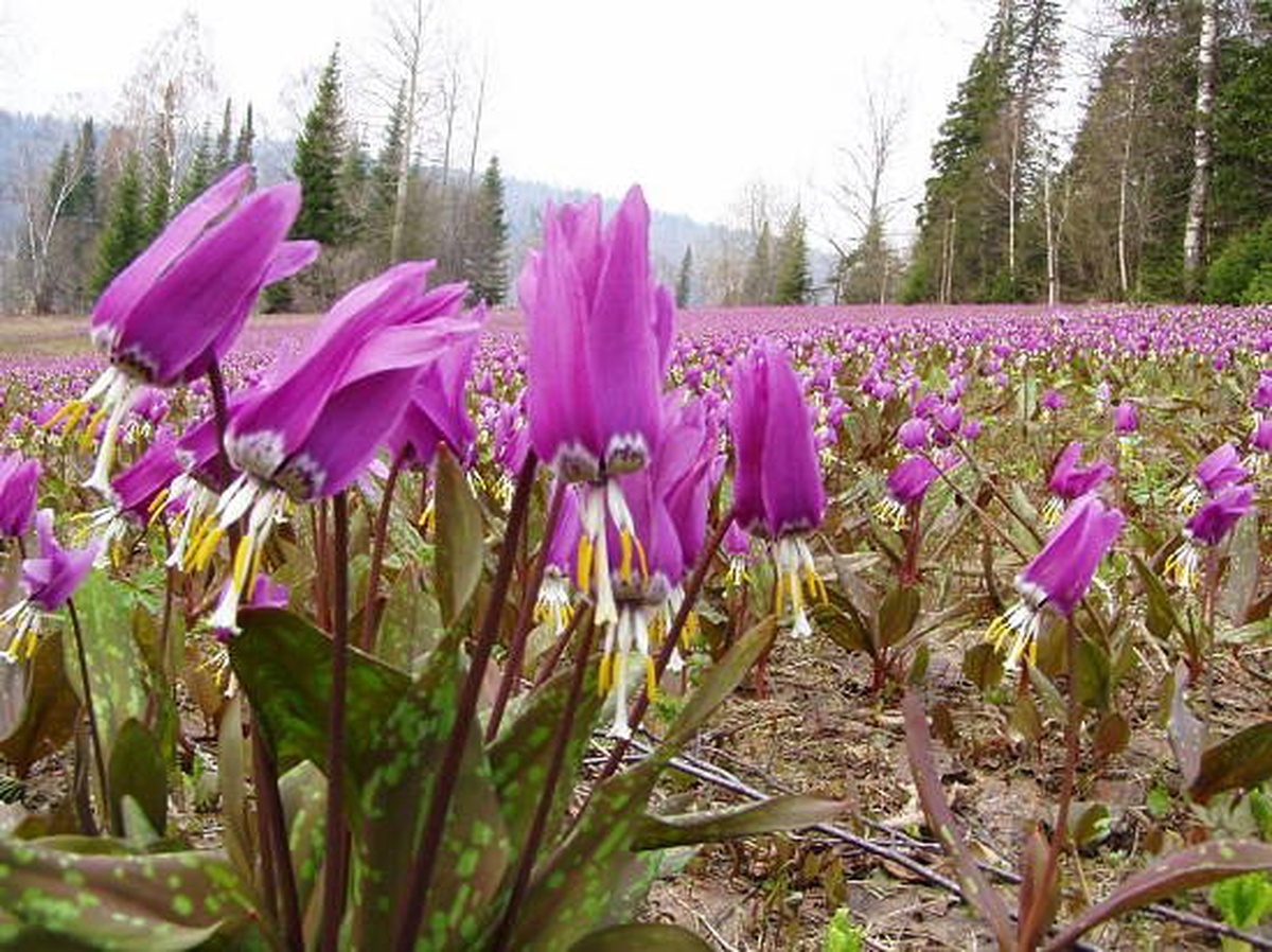 13 Beautiful Russian Flowers That Bloom Across The Land