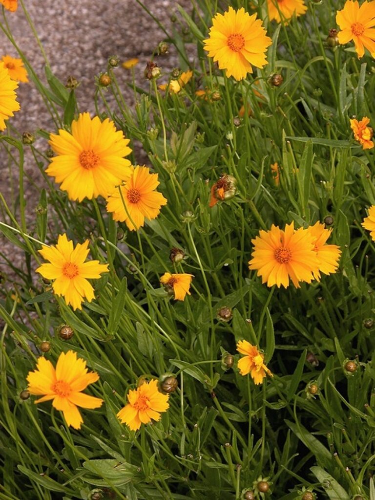 26 Stunning Gold Flowers That Add Luxury To Any Garden