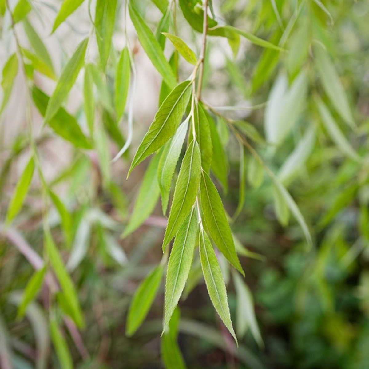 9 Magical Plants That Become Good Rooting Hormone Naturally