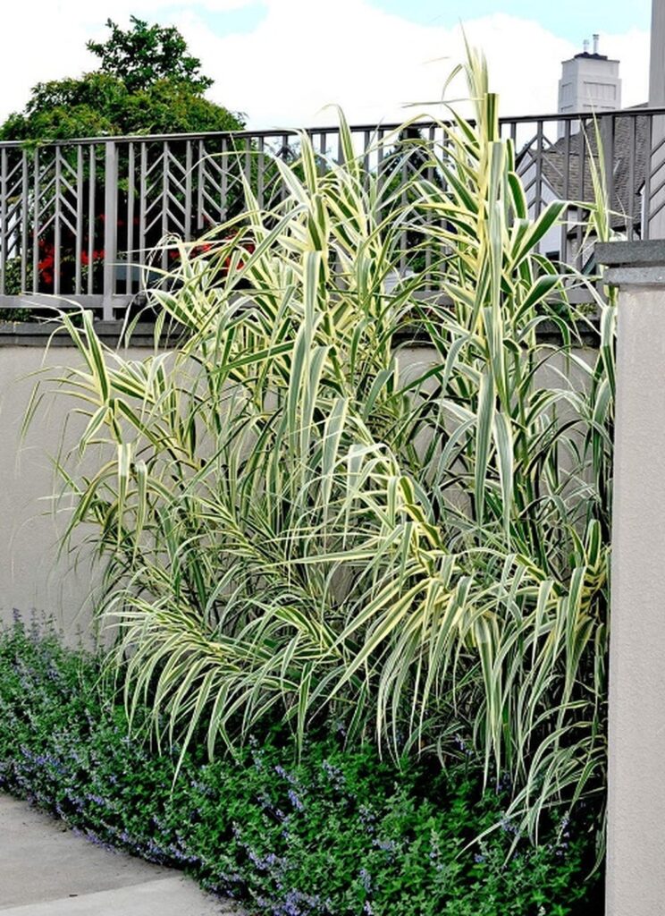15 Stunning Tall Grasses for Privacy That Transform Your Space