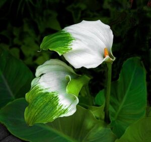 12 Stunning White Calla Lily Varieties to Brighten Your Garden