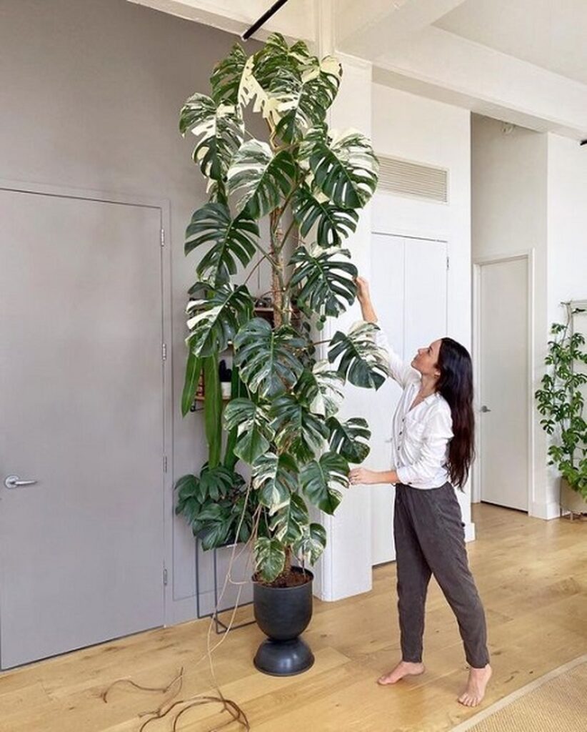 21 Beautiful Monstera Trellis Ideas for Plant Lovers