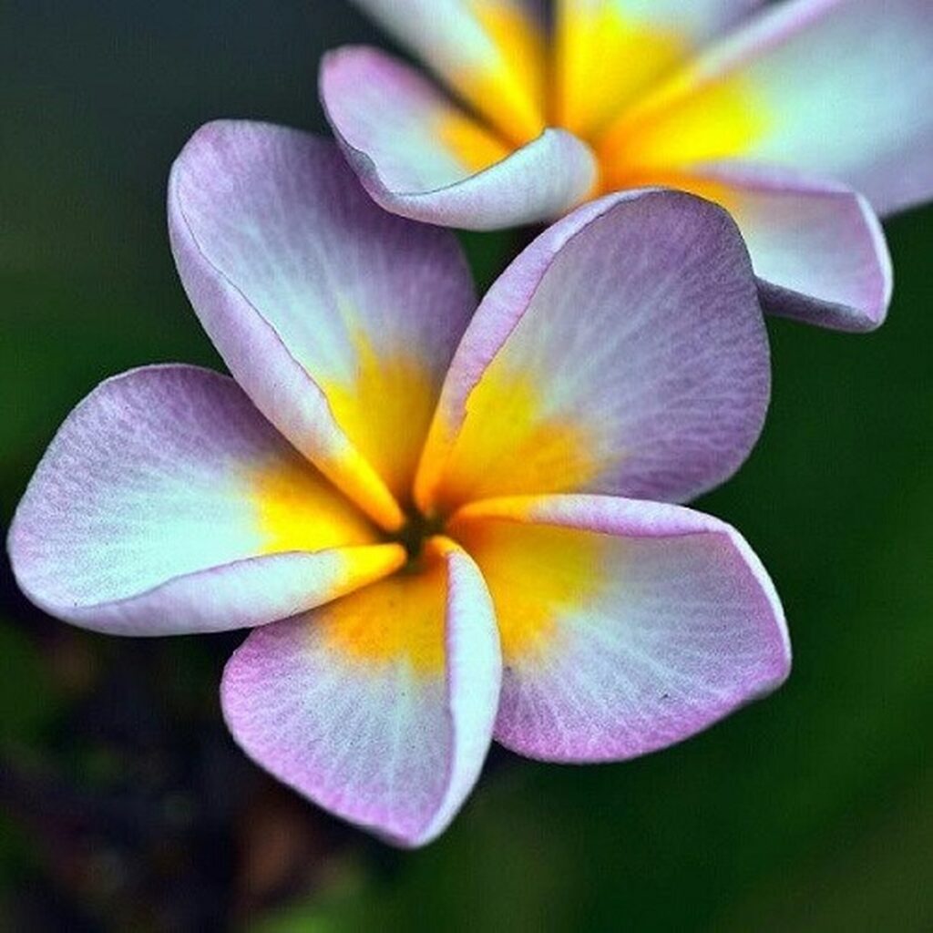 28 Gorgeous Plumeria Varieties for Your Garden