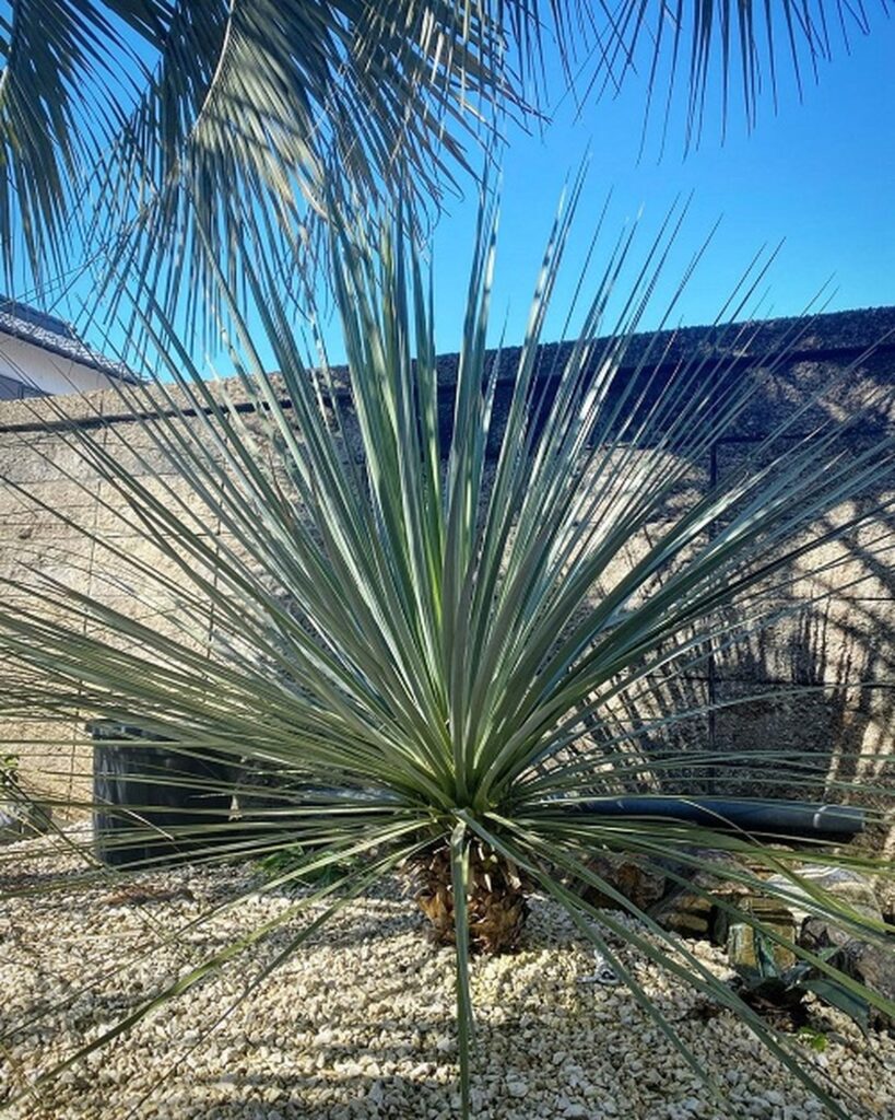 21 Gorgeous Spiky Plants That Will Transform Your Garden