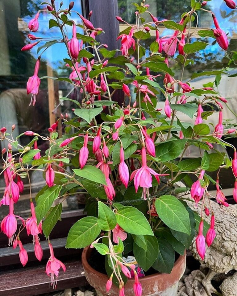 16 Gorgeous Fuchsia Variety Colors That Gardeners Adore
