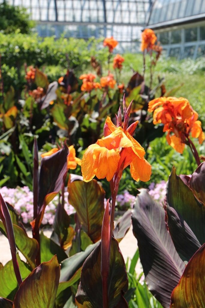 17 Stunning Tall Canna Lily Varieties - How Giant Can They Grow?