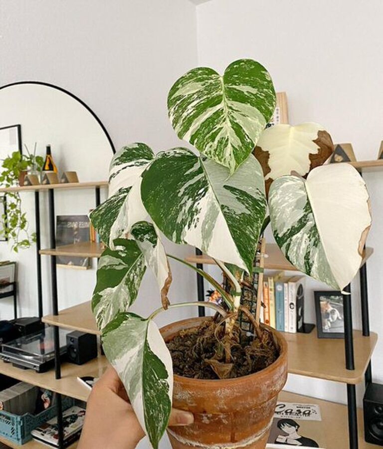 22 Stunning Monstera Types: Beautiful Varieties to Adore