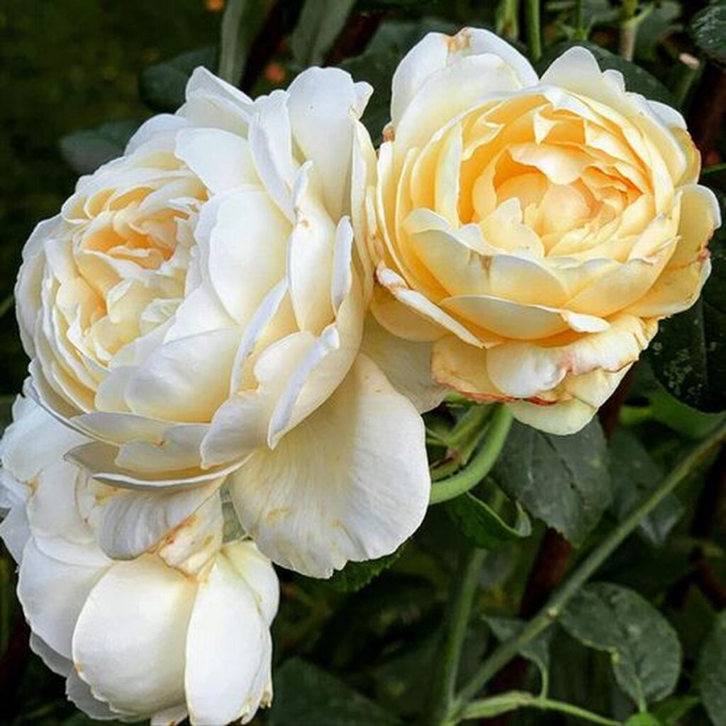 26 Beautiful Shade Tolerant Roses for Your Garden Hideaway