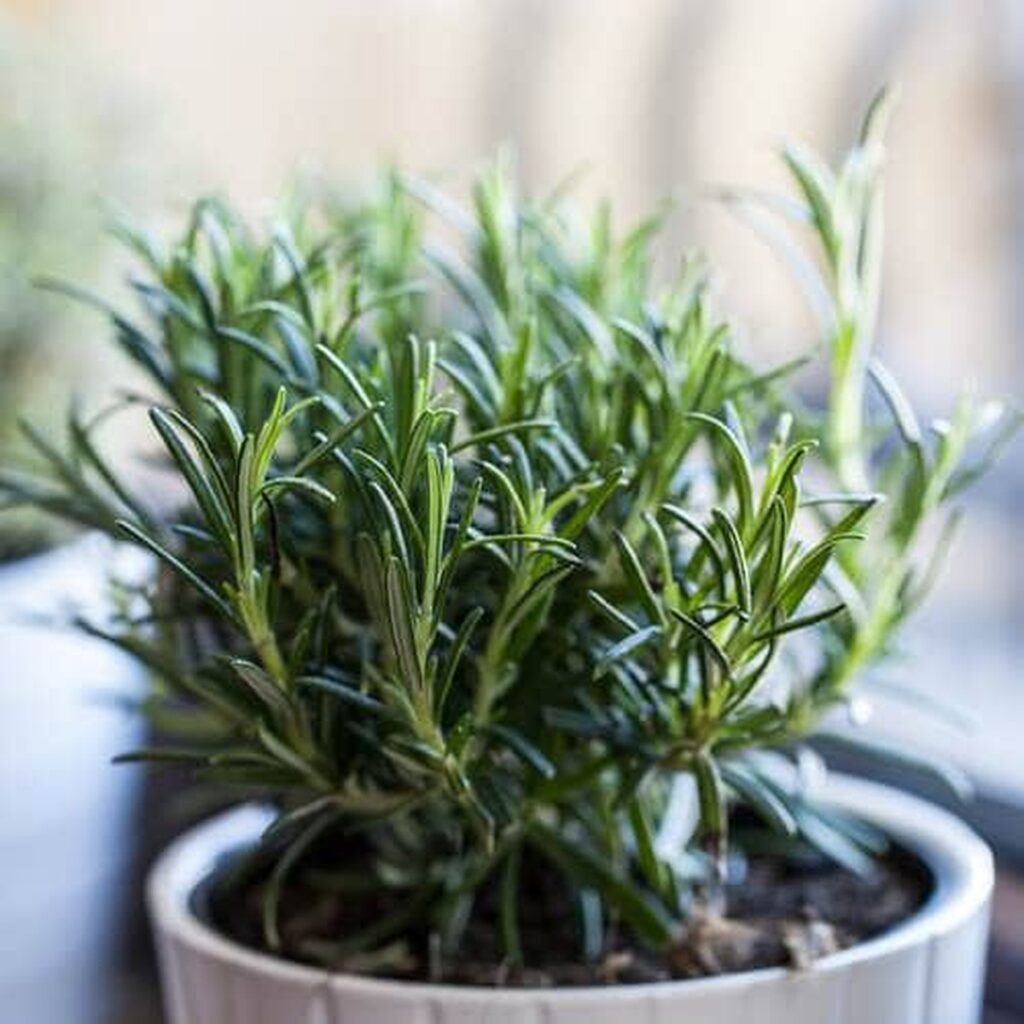 15 Wonderful Healing Houseplants That Boost Your Health Naturally