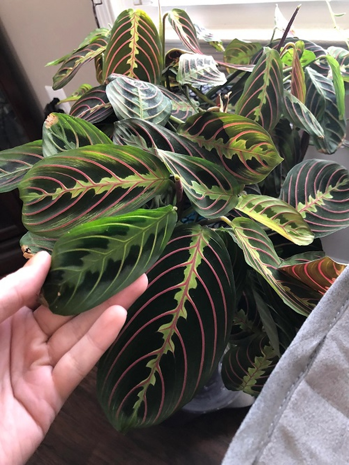 11 Stunning Plants With Red Veins on the Foliage to Adore