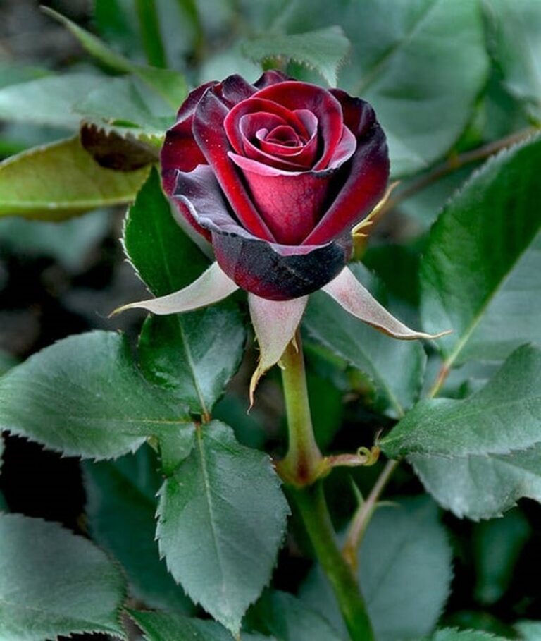 10 Mesmerizing Black Rose Varieties and Their Symbolic Meanings