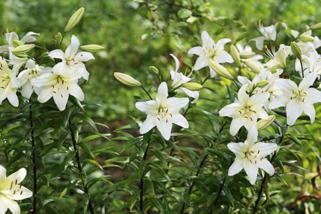 20 Enchanting Fragrant Lilies That Smell Heavenly