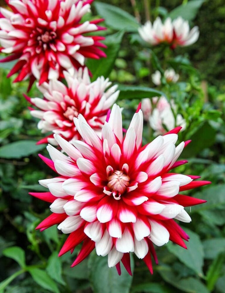 14 Stunning Red and White Flowers That Brighten Any Garden