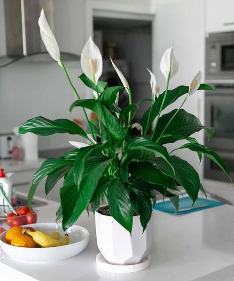 18 Stunning Places to Display Your Peace Lily Plant at Home