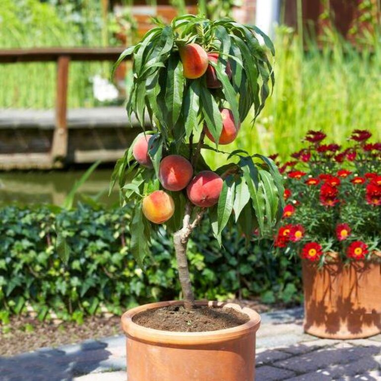 17 Amazing Fruit Plants That Bear Fruit Fast For Quick Harvests