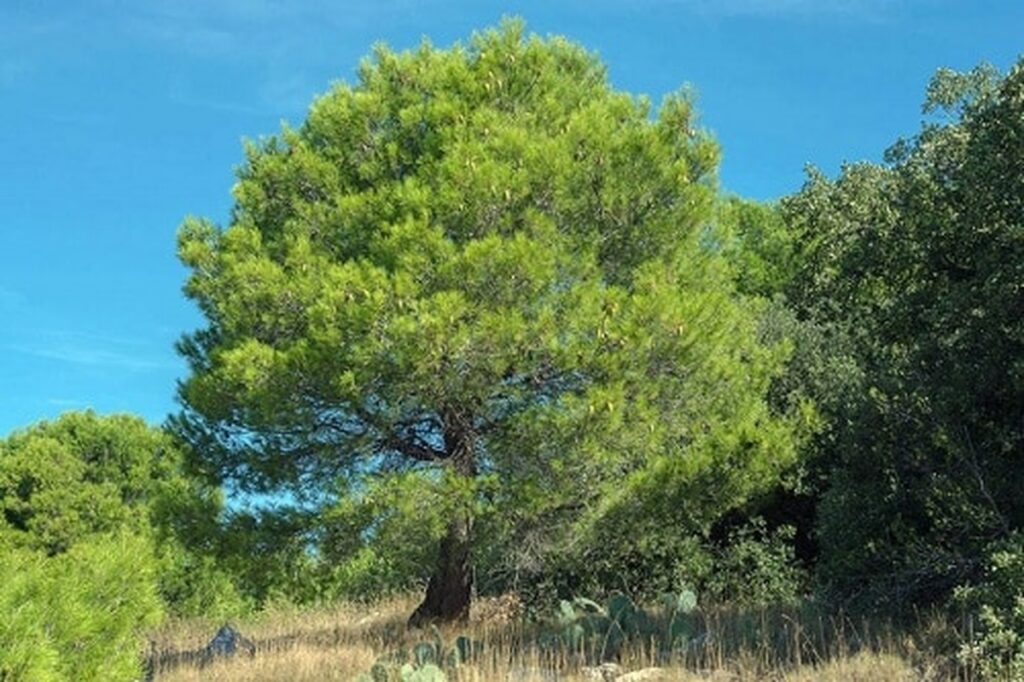 50 Stunning Types of Oak Trees for Your Dream Landscape