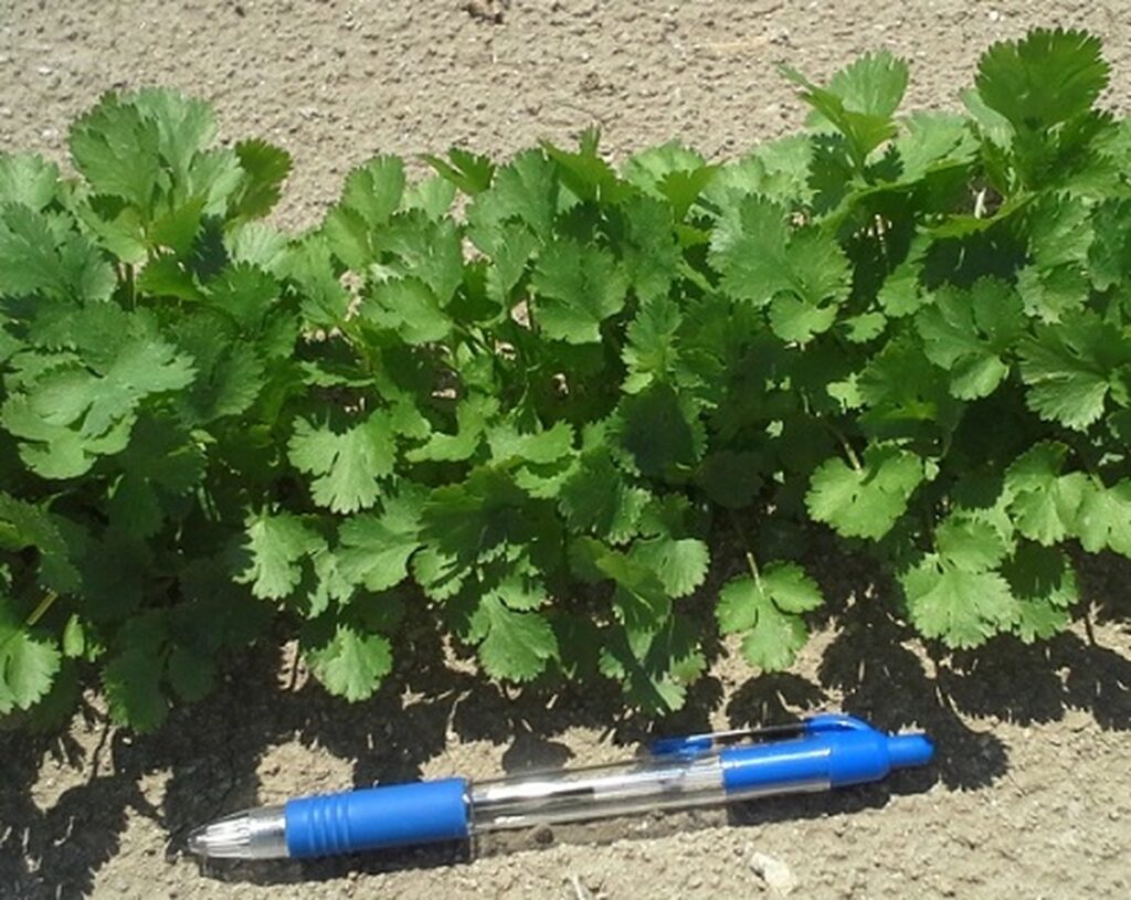 23 Delicious Types of Cilantro and Coriander to Try Today