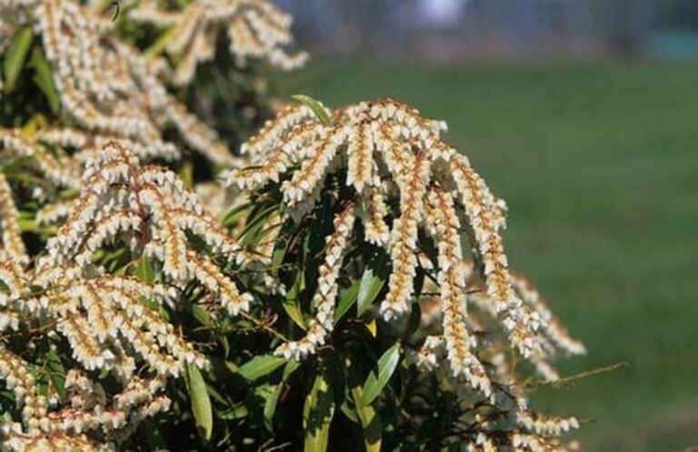 53 Types of White Flowers That Brighten Any Garden Instantly