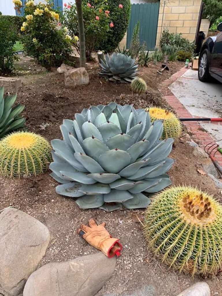 9 Stunning Types of Blue Agave Plants to Brighten Your Garden