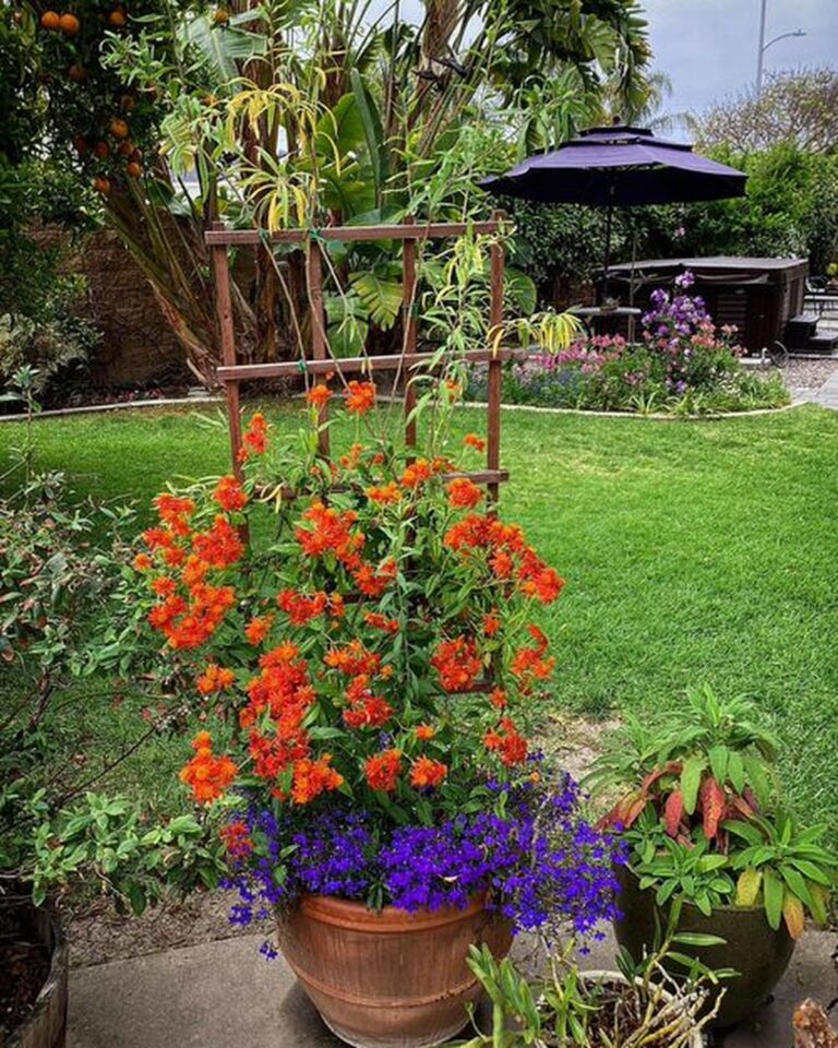 35 Gorgeous Vines for Containers Perfect for Your Garden Space