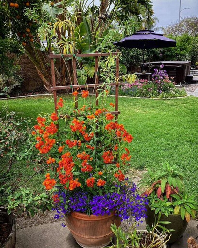 35 Gorgeous Vines for Containers Perfect for Your Garden Space