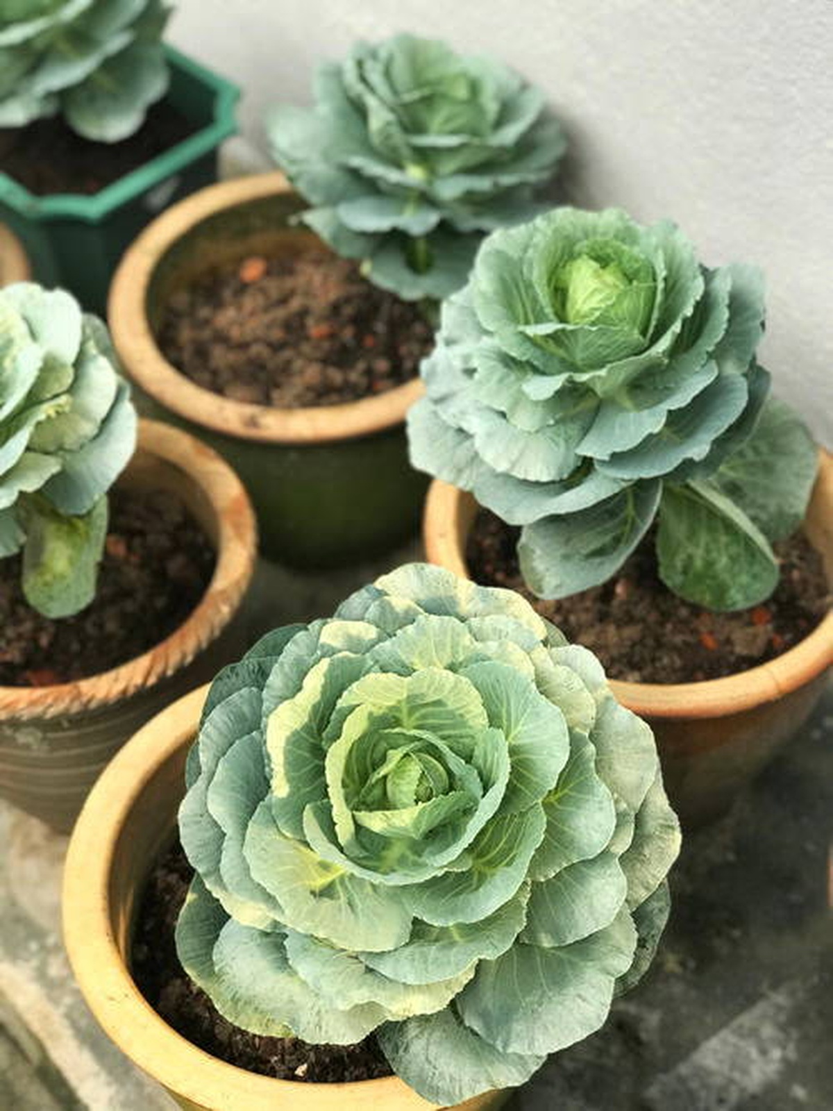 8 Top Cabbage Growing Tips No One Will Tell You - Garden Magic!