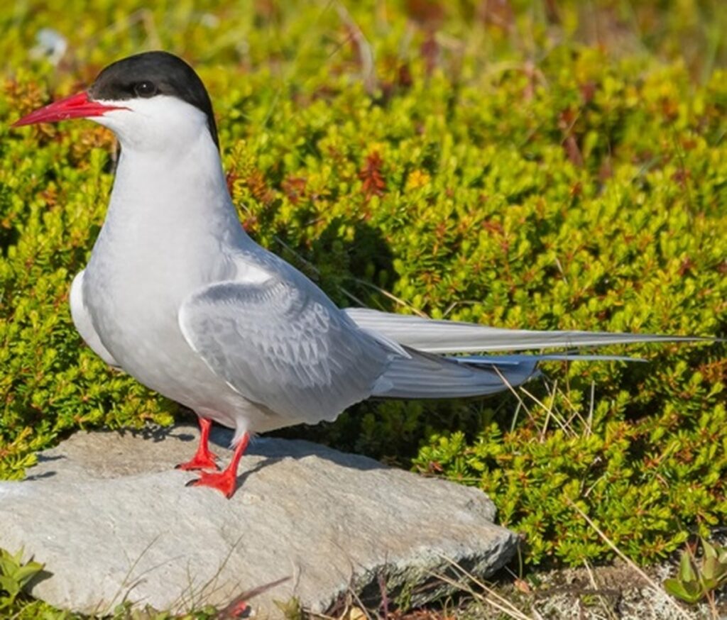 30 Striking Birds with White Stripes on Wings - Nature's Wonders!