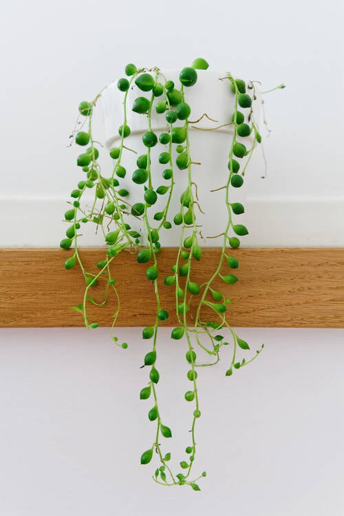6 Stunning Types of String of Pearls Varieties to Adore
