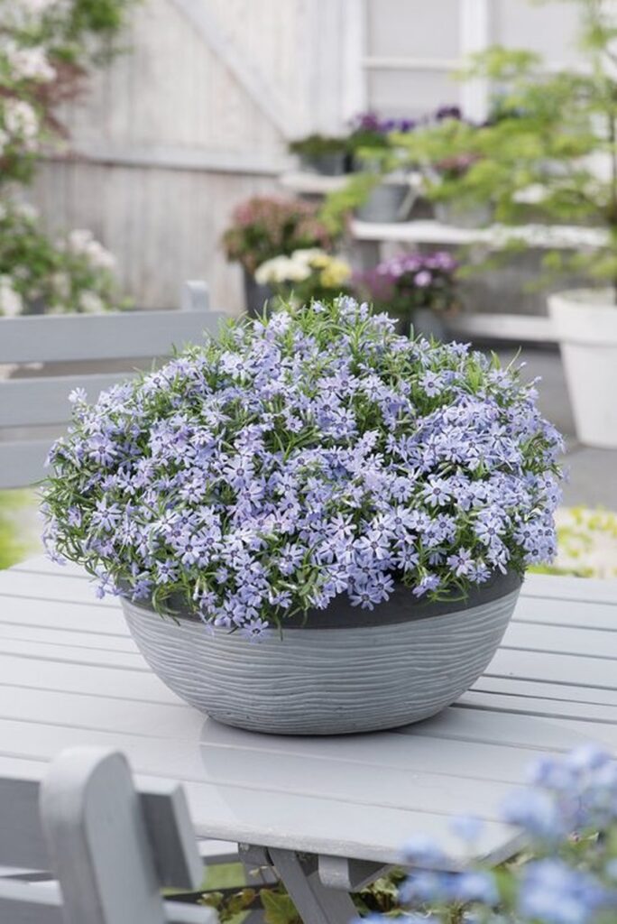 36 Stunning Blue Flowers That Thrive Beautifully in Containers