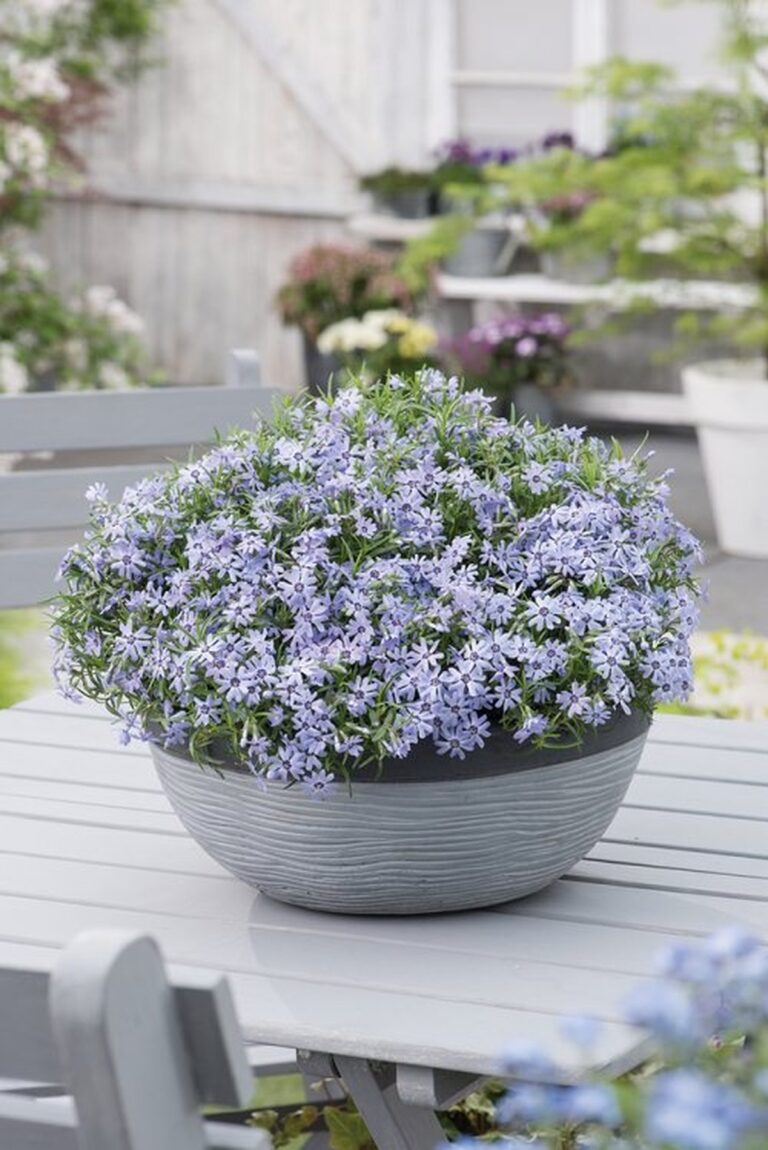 36 Stunning Blue Flowers That Thrive Beautifully in Containers