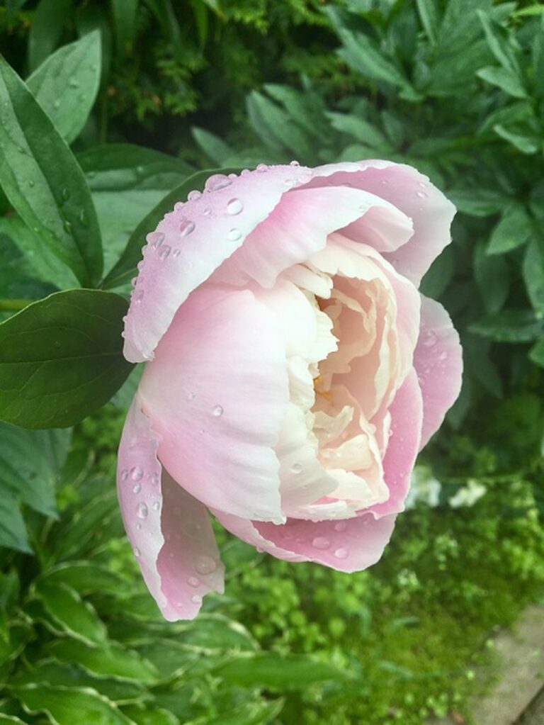 55 Gorgeous Pink Peony Varieties That Bloom Beautifully
