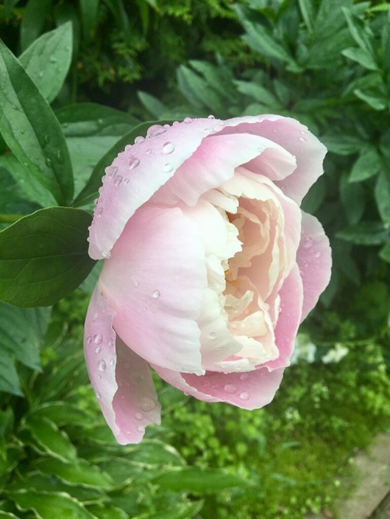 55 Gorgeous Pink Peony Varieties That Bloom Beautifully