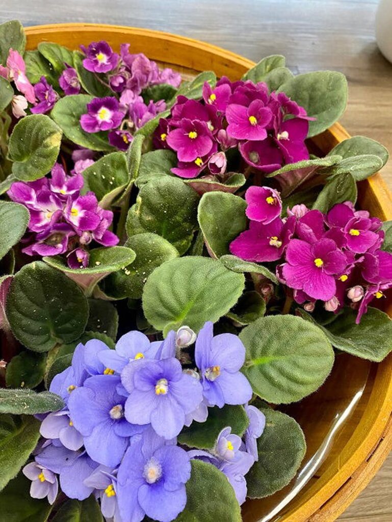 29 Charming African Violets Display Ideas for Your Home