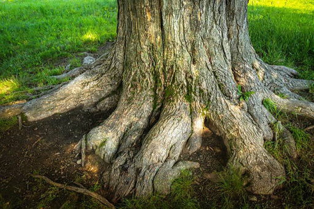 21 Beautiful Types of Elm Trees: Your Simple Identification Guide