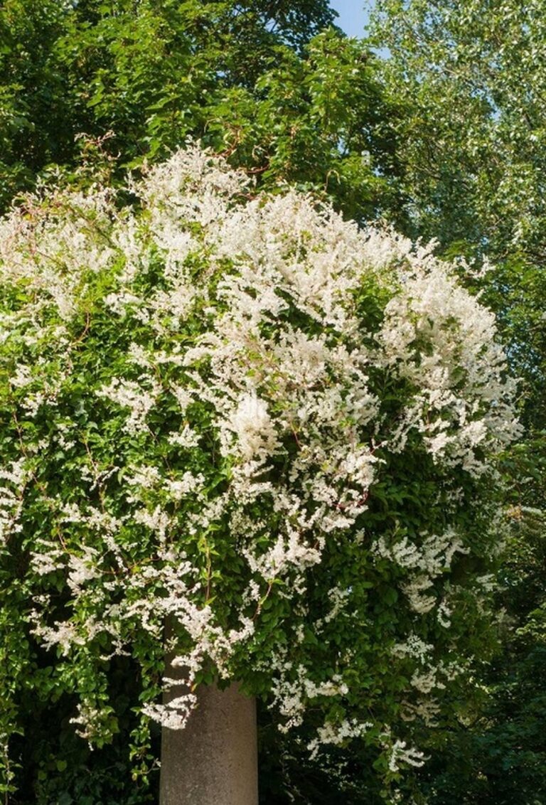 16 Vines That Can Grow on Trees: Find Your Perfect Match