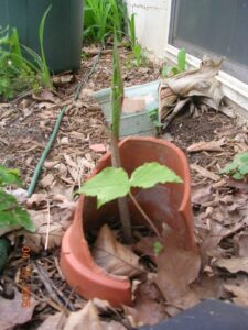 18 Incredible Broken Pot Ideas For Garden That Enchant