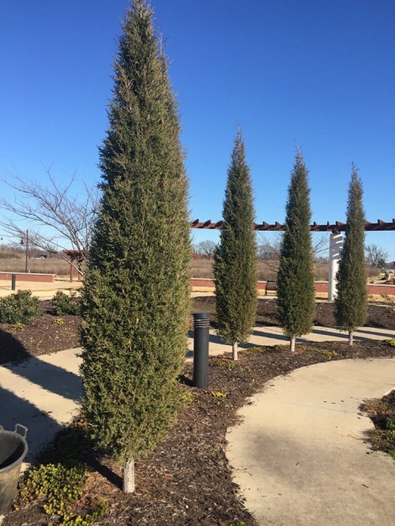 21 Amazing Trees That Reduce Pollution Effectively