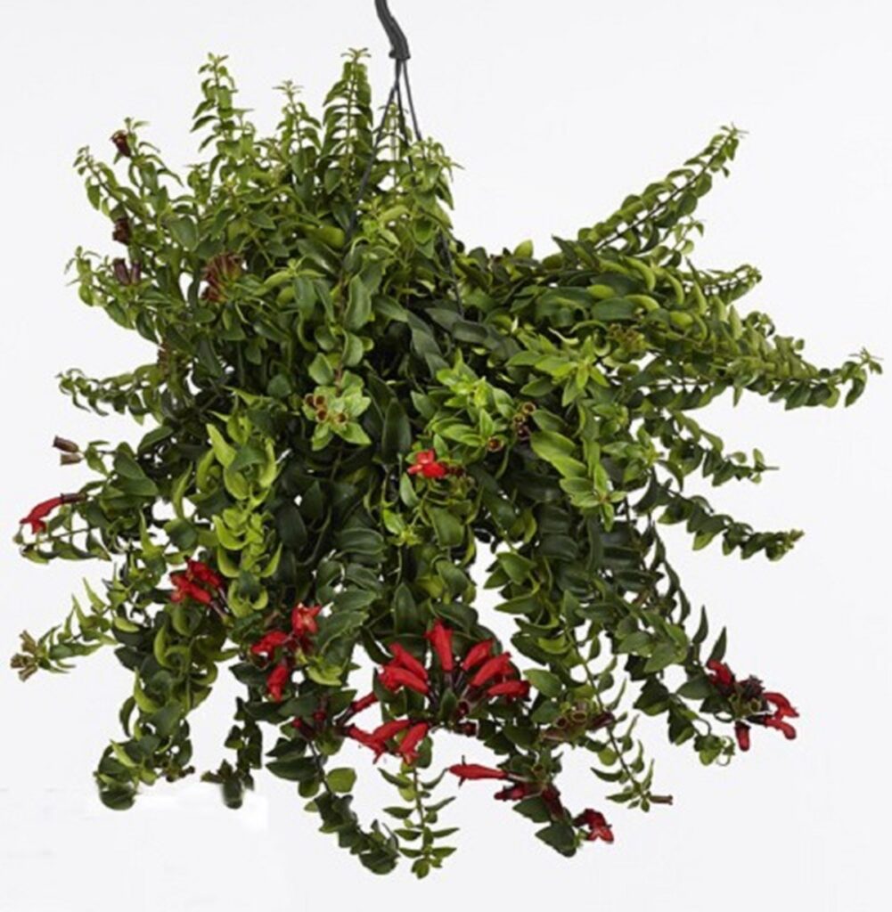 23 Gorgeous Lipstick Plant Varieties to Brighten Your Home