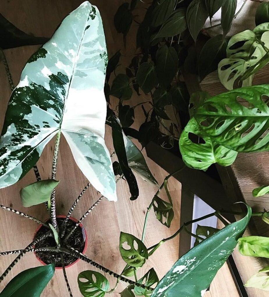 18 Breathtaking Artistic Plants That Transform Any Space