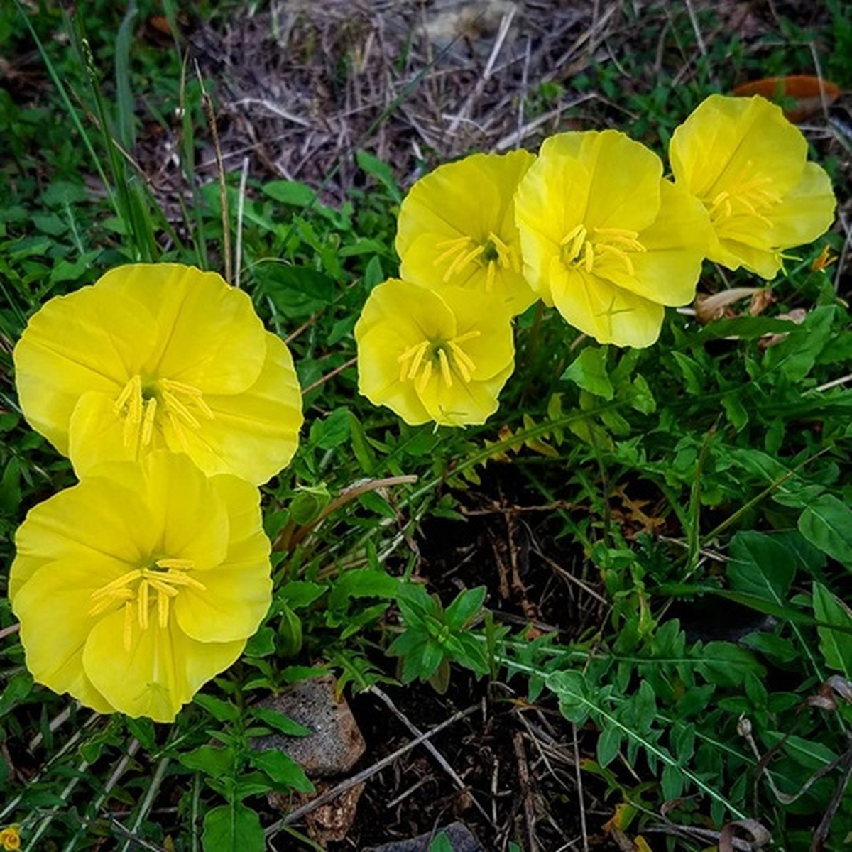 11 Cheerful Yellow Flowers With Four Petals to Brighten Your Day