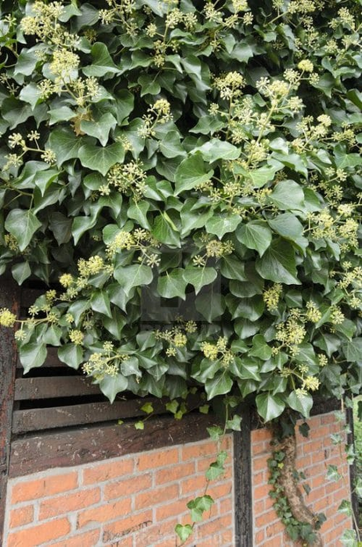11 Remarkable English Ivy Benefits That Brighten Any Home