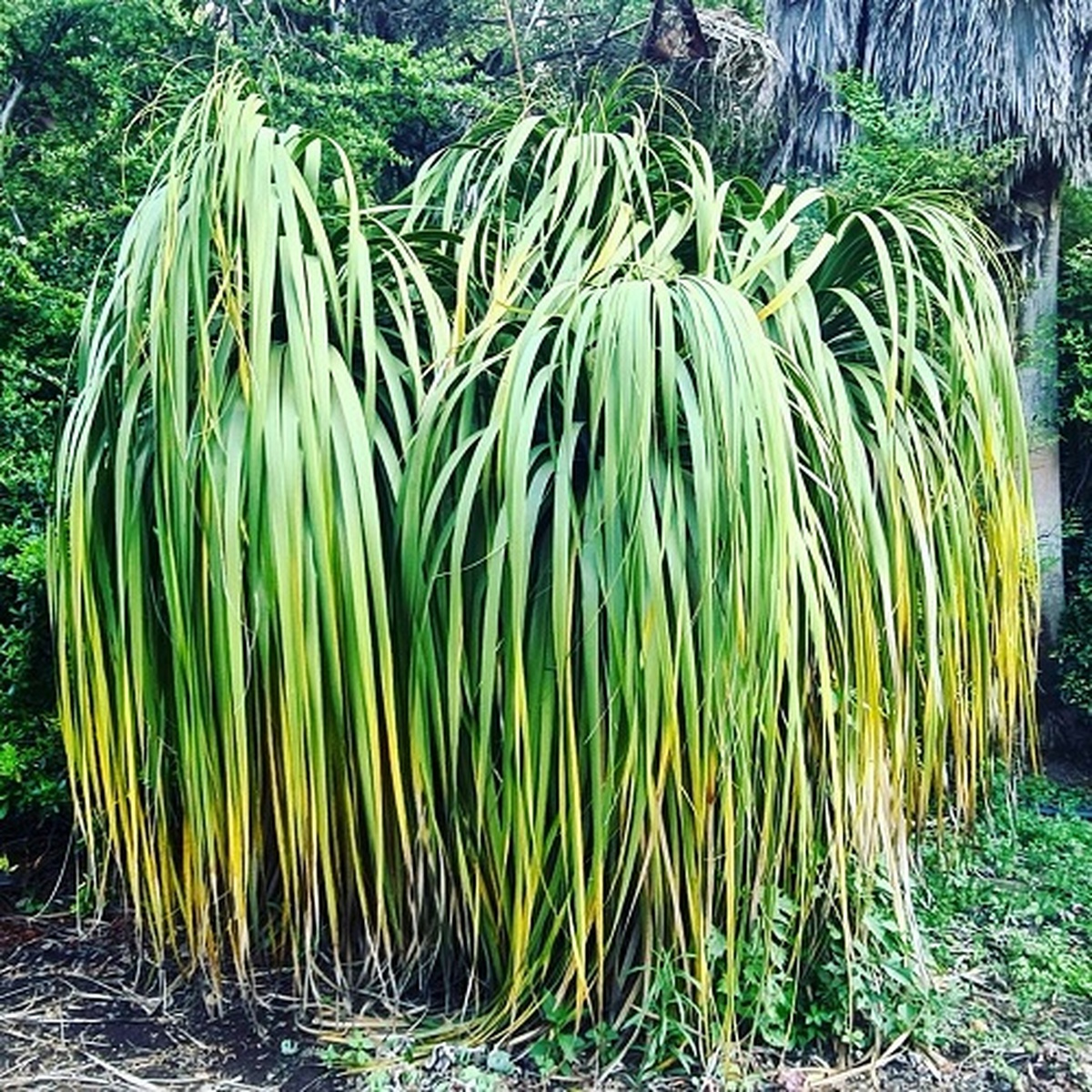 11 Stunning Plants Like Yucca That Transform Your Garden