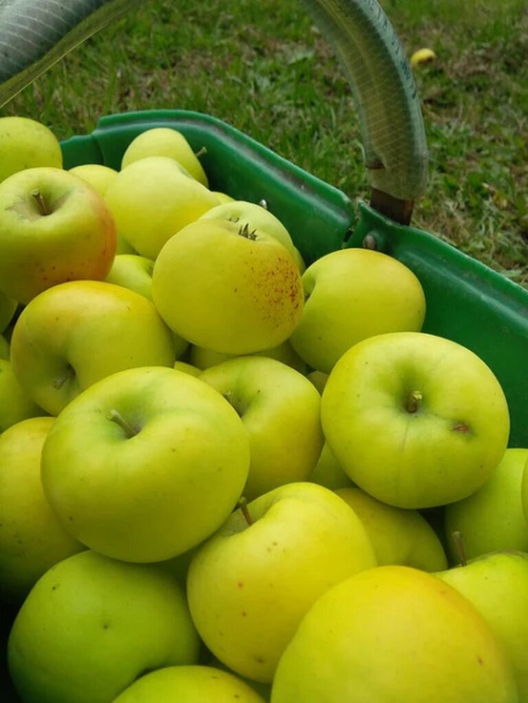 31 Delicious Green Apple Varieties to Taste This Season