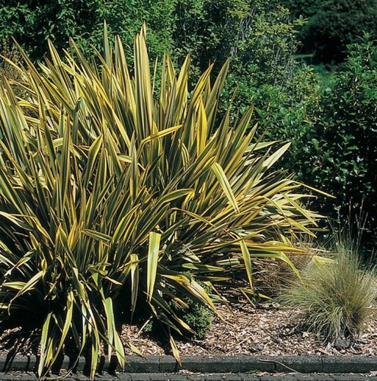 18 Stunning New Zealand Flax Varieties That Brighten Any Garden