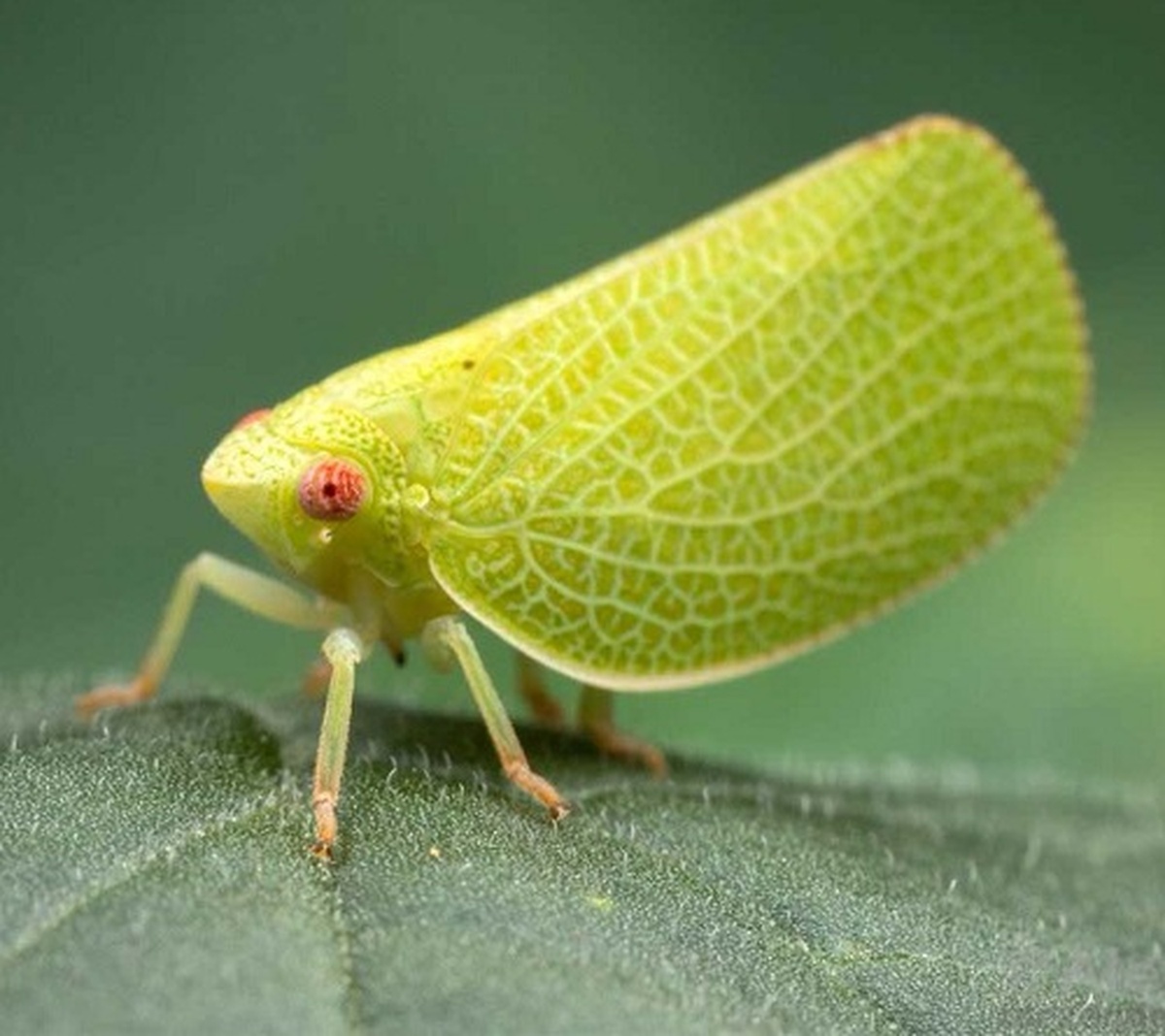 12 Fascinating Green Bugs That Look Like Leaves - Nature's Tricksters