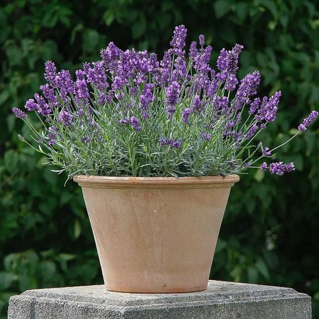 29 Enchanting Dainty Flowers That Brighten Any Space
